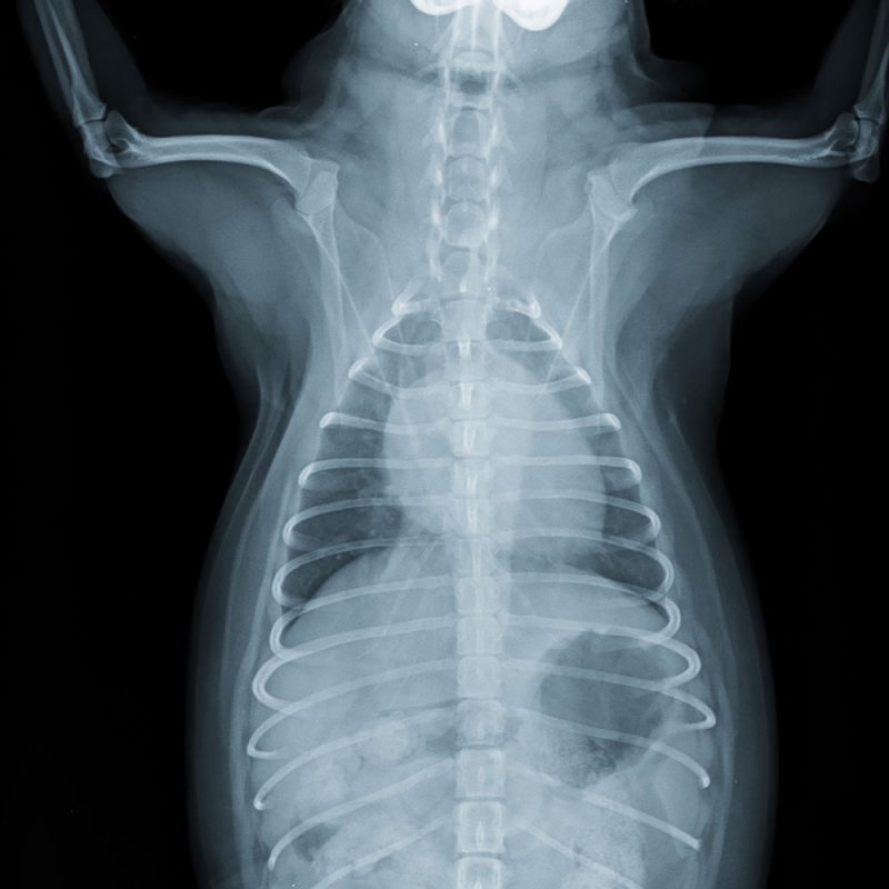 Diagnostics - Vet in Zanesville | Northpointe Veterinary Care