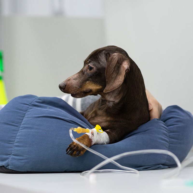 Surgery - Vet in Zanesville | Northpointe Veterinary Care