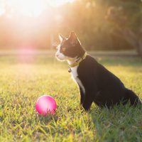 Veterinarian in Zanesville | Vets Near Me | Northpointe Veterinary Care