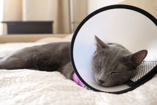 Surgery - Vet in Zanesville | Northpointe Veterinary Care