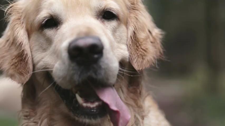 Team - Vet in Zanesville | Northpointe Veterinary Care