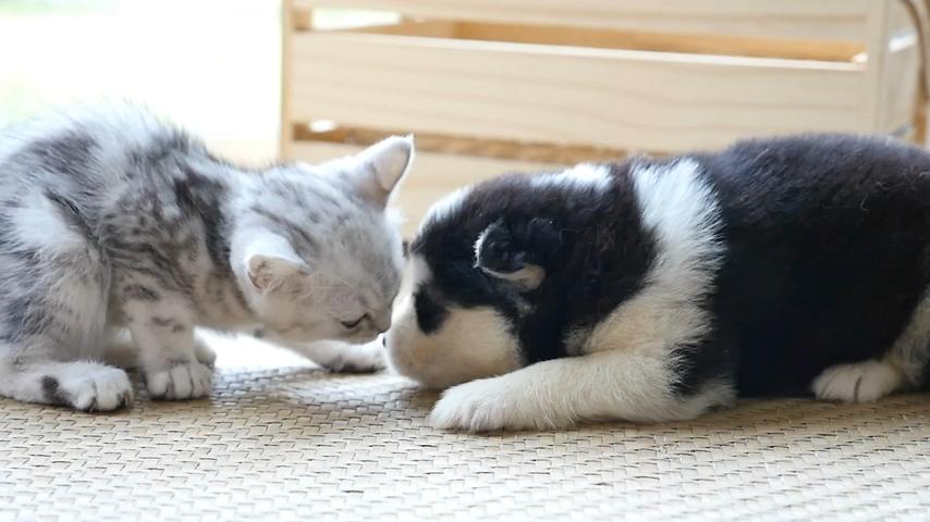 Surgery - Vet in Zanesville | Northpointe Veterinary Care